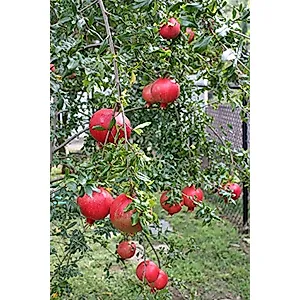 Pixies Gardens Russian Pomegranate Tree Considered The Sweetest of All Pomegranates (1 Gallon Potted)