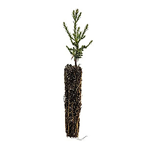 Giant Sequoia | Small Tree Seedling | The Jonsteen Company