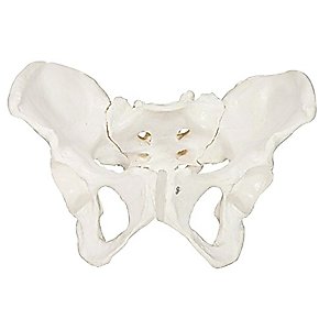 Axis Scientific Skeletal Model of The Female Pelvis | Cast from a Real Human Pelvis Skeleton | Life Size Model Shows Important Anatomy of The Pelvic Region | Includes Product Manual