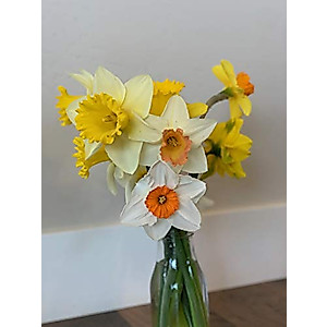 50 Daffodil Mixture - Narcissus Large Cupped Giant Mixture