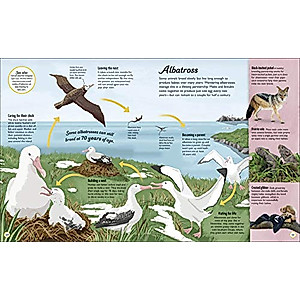 Life Cycles: Everything from Start to Finish (DK Life Cycles)