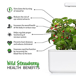 Click and Grow SGR24x3 Smart Garden Wild Strawberry Plant Pods, 3-Pack