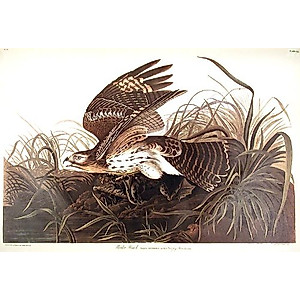 Winter Hawk. From"The Birds of America" (Amsterdam Edition)