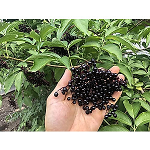 Gaea's Blessing Seeds - Elderberry Seeds - American Black Elderberry Heirloom - Non-GMO Seeds with Easy to Follow Planting Instructions - 90% Germination Rate
