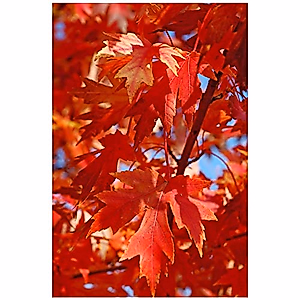 Autumn Blaze Maple Tree - 1 Gallon, 5ft Tall - Established Roots Potted - Acer x Freemanii, Fast Growing Tree, Fall Colors