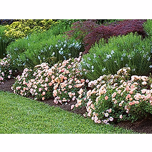 Peach Drift® Rose - Size: 1 Gallon, Live Plant, Includes Special Blend Plant Food & Planting Guide