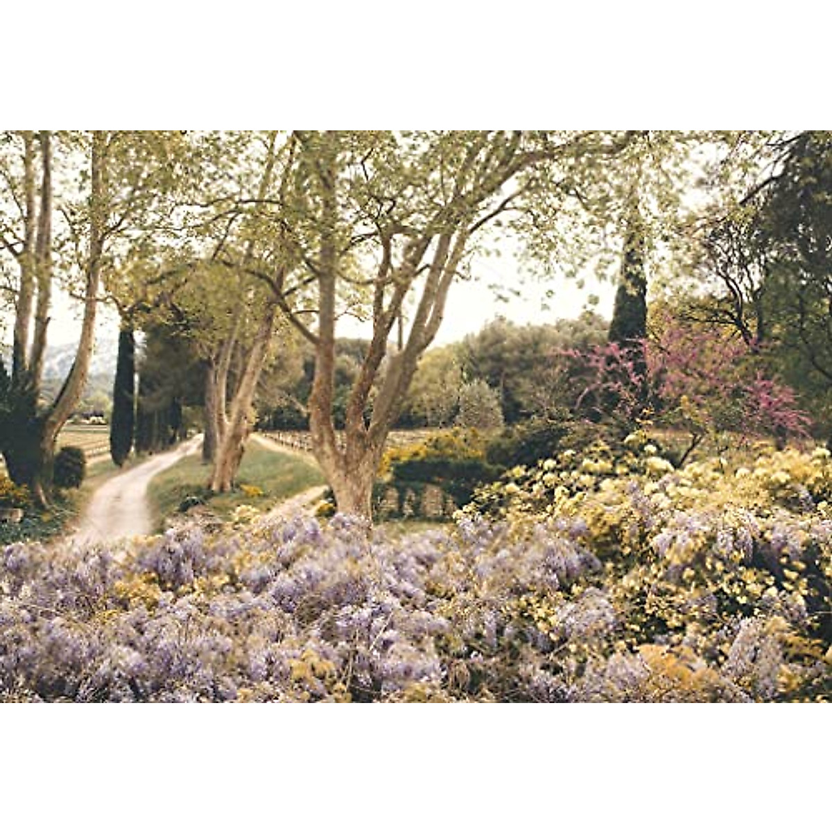 An American in Provence: Art, Life and Photography