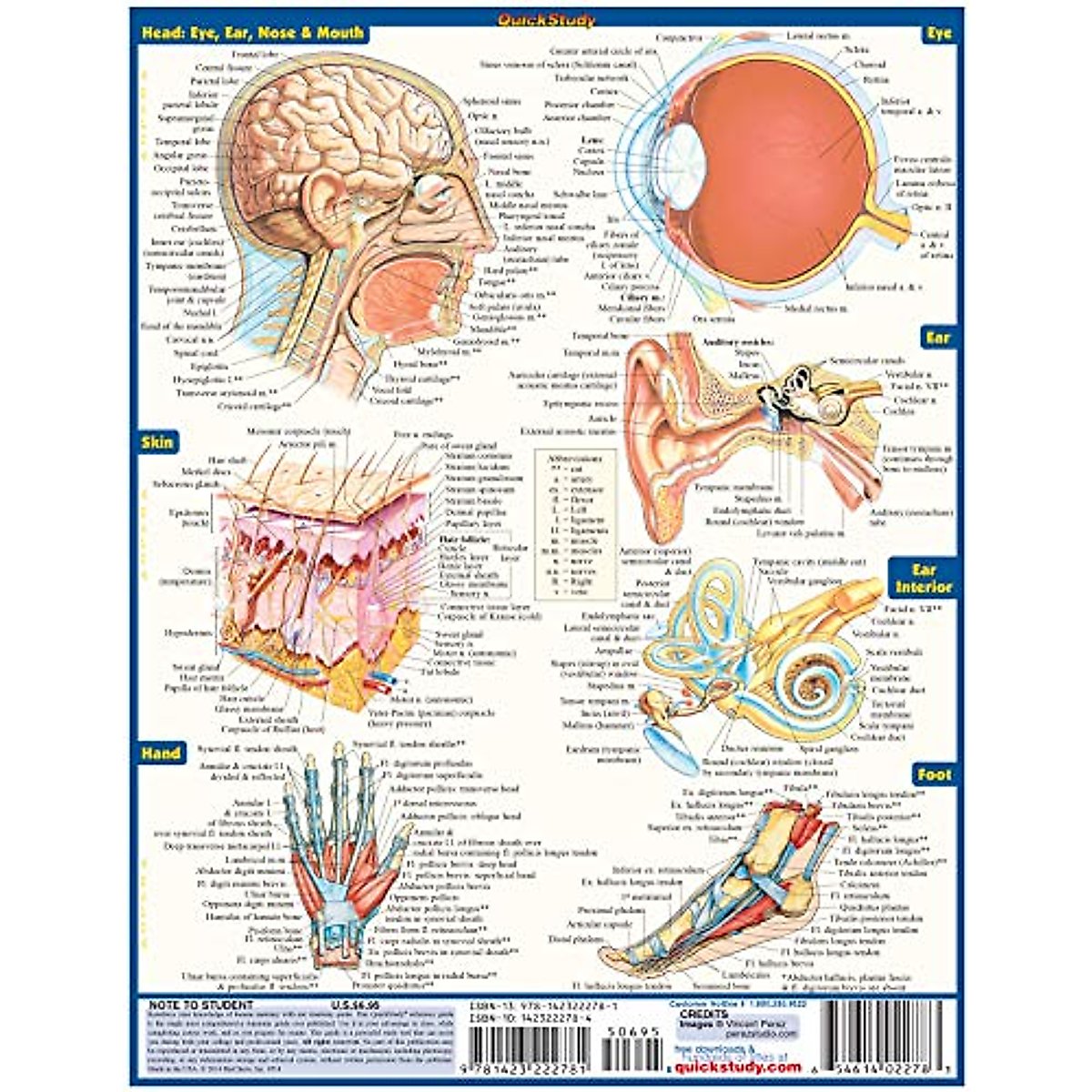 Anatomy - Reference Guide (8.5 x 11): a QuickStudy reference tool (Quickstudy Academic)