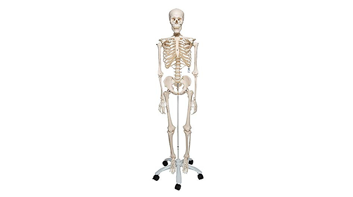 3B Scientific A10 Stan Skeleton with Stand | Human Anatomy Model