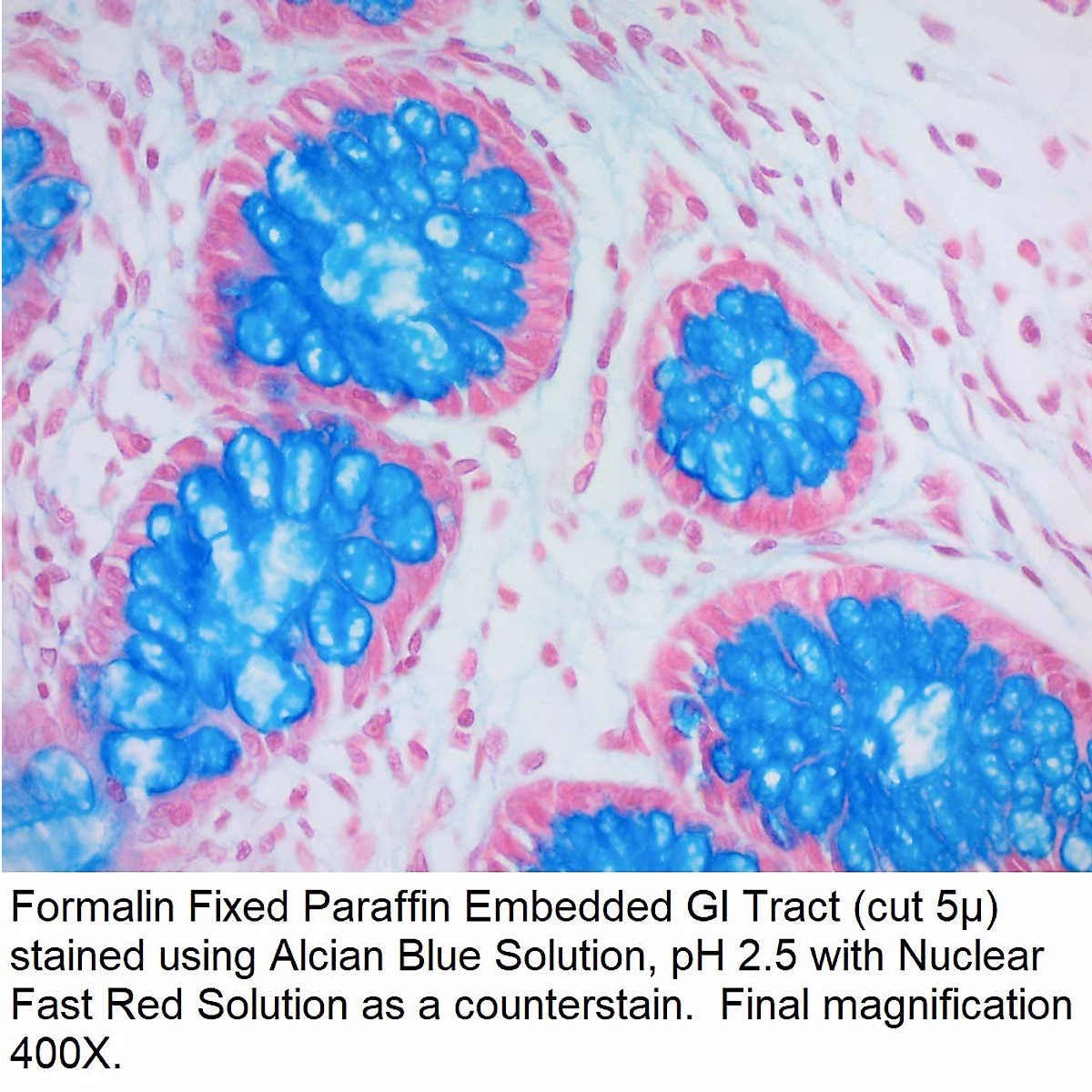 Alcian Blue Solution, pH 2.5, 1 Gallon