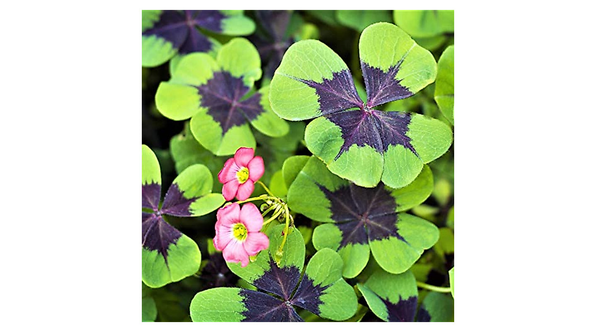 Oxalis Shamrock 'Iron Cross' Bulbs - Easy to Grow Indoor & Garden Plant