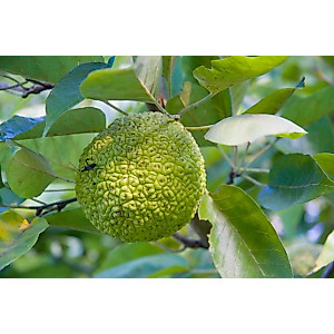 The Rike 100 Seeds Osage Orange Trees Seeds Osage Apple Trees Non-GMO Maclura pomifera, Horse Apple, Brain Fruit Hedge Apple Tree seeds