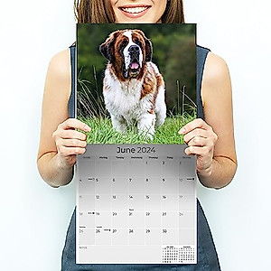 2023 2024 St Bernard Calendar - Saint Bernard Dog Breed Monthly Wall Calendar - 12 x 24 Open - Thick No-Bleed Paper - Giftable - Academic Teacher's Planner Calendar Organizing & Planning - Made in USA