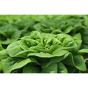 Buttercrunch Butterhead Lettuce Seeds for Planting, 1000 Heirloom Seeds Per Packet, (Isla's Garden Seeds), Non GMO Seeds, Botanical Name: Lactuca Sativa, Great Home Garden Gift