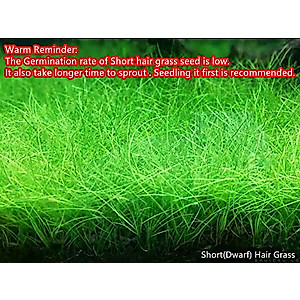 3 Fresh Water Live Plant Seeeds for Aquarium and Fish Tank, 3 Different Aquatic Plant Decor Water Grass Dwarf Mini Tiny Leaves Hair Grass Seeed (0.36ozTiny+0.36oz Long+0.36oz Short) qwe