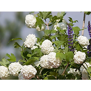 Old Fashion Snowball Viburnum Plant in Pot, White Flower Plant for Garden (6-10 '' Tall) No Ship CA