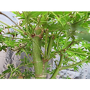 51 Year Old Golden Prosperity Japanese Maple Specimen Bonsai Tree