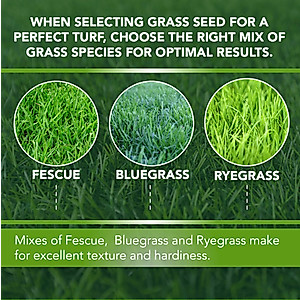 Athletic Field Grass Seed Lawn Seed (50 lb)