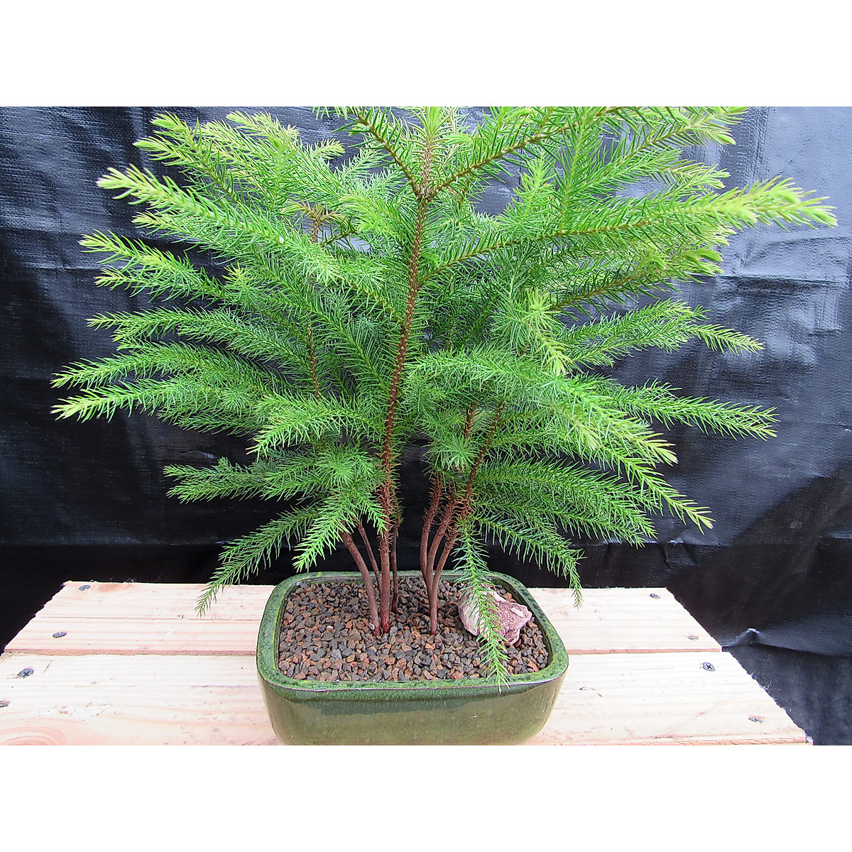 Norfolk Island Pine Bonsai Tree (Medium)