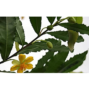 9EzTropical - Ochna Serrulata Mickey Mouse - Mai Lá Nhỏ - 1 to 2 Feet Tall - Ship in 6" Pot