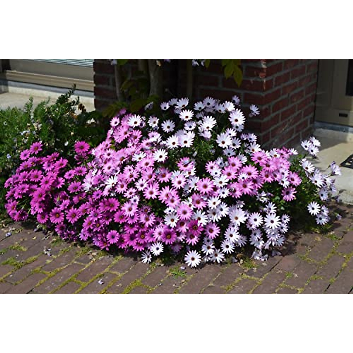 QAUZUY GARDEN Seeds - 200 Premium African Daisy Seeds Cineraria Cape Marigold Flower Mix, Heirloom, Drought Tolerant, Attracts pollinators