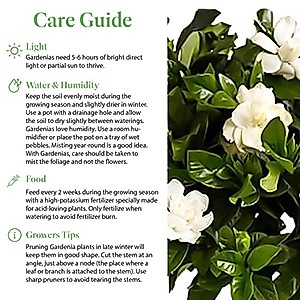 American Plant Exchange Gardenia Vetchii Mini Braided Tree, 6-Inch Pot, Indoor Flowering Plant, Fragrant White Blooms, Moderate Care Live Houseplant, Perfect for Porches, Patios, & Gardens