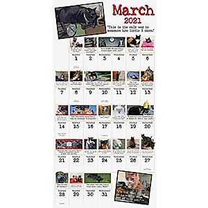 Bad Cat Wall Calendar 2021