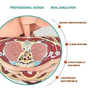 JOSBY Human Torso Cross-Section Model, CT, MRI Imaging Radiology Medical Model, 24pcs Human Body Cross-Section Image Anatomy, Each Layer is Removable, Used for Medical Teaching Display