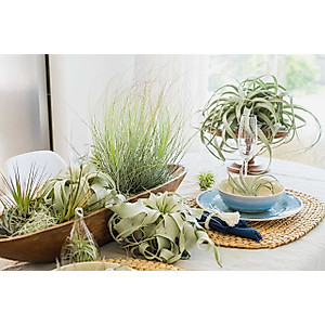 Air Plant Shop 3 Pack 3 Inch Cholla Cactus Holders with Assorted Air Plants- Wholesale and Bulk - Succulents - Live Tillandsia - Easy Care Indoor and Outdoor House Plants