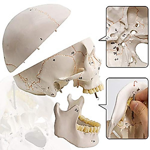 Evotech Classic Numbered Human Skull Model, Life Size (9" Height), Medical Quality-3 Part-W/Sutures Painted, 54pcs Labeled Numbered; for Medical Student; Shows Most Major Foramen, Fossa, and Canals