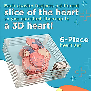 Anatomic Heart Specimen Coasters (Set of 6) - 3D Brain Coaster Set Also Available. Human Anatomy Gifts Medical Student Gifts CNA Gifts for Women Best Gifts for Medical Students Thinkgeek Coasters