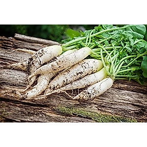 White Icicle Radish Seeds for Planting, 200+ Heirloom Seeds Per Packet, (Isla's Garden Seeds), Non GMO Seeds, Botanical Name: Raphanus sativus, Great Home Garden Gift