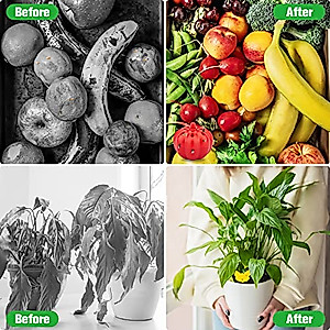 Fruit Fly Traps Refills with 16pcs Sticky Pads Traps, Safe 4pcs Gants Trap Bait Refills Liquid Replacement for Indoors Outdoor Kitchen Home Plant, Fruit Flies Refills for Reusable Fruit Fly Trap