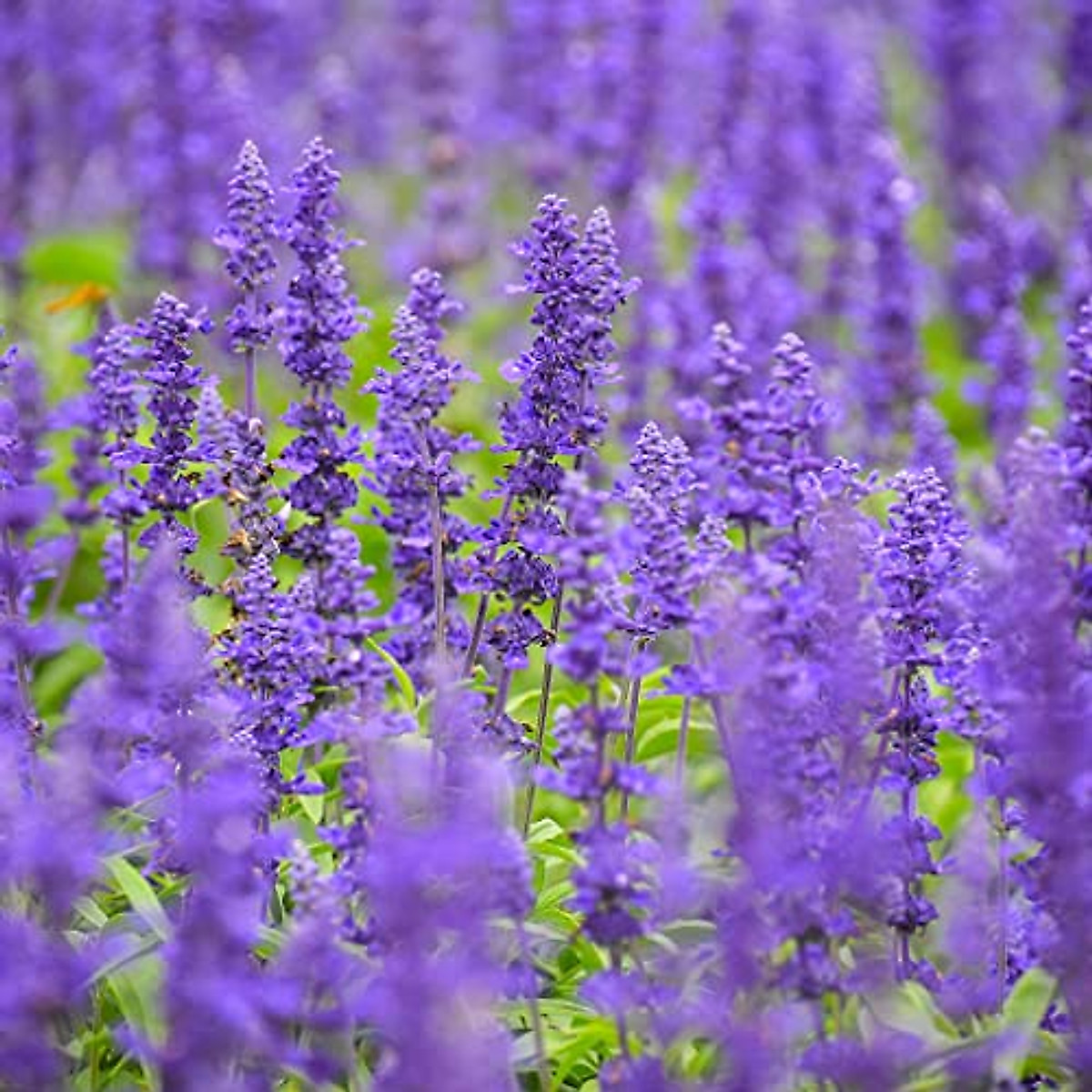 Blue Sage Seeds - 1 Pound - Blue Flower Seeds, Heirloom Seed Attracts Bees, Attracts Butterflies, Attracts Hummingbirds, Attracts Pollinators, Easy to Grow & Maintain, Fragrant, Container Garden