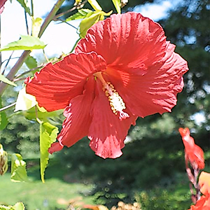 QAUZUY GARDEN 10 Red Swamp Hibiscus Seeds Scarlet Rosemallow Perennial Hardy Exotic Plant Bonsai Seeds Easy to Grow Low-Maintenance Attract Pollinators