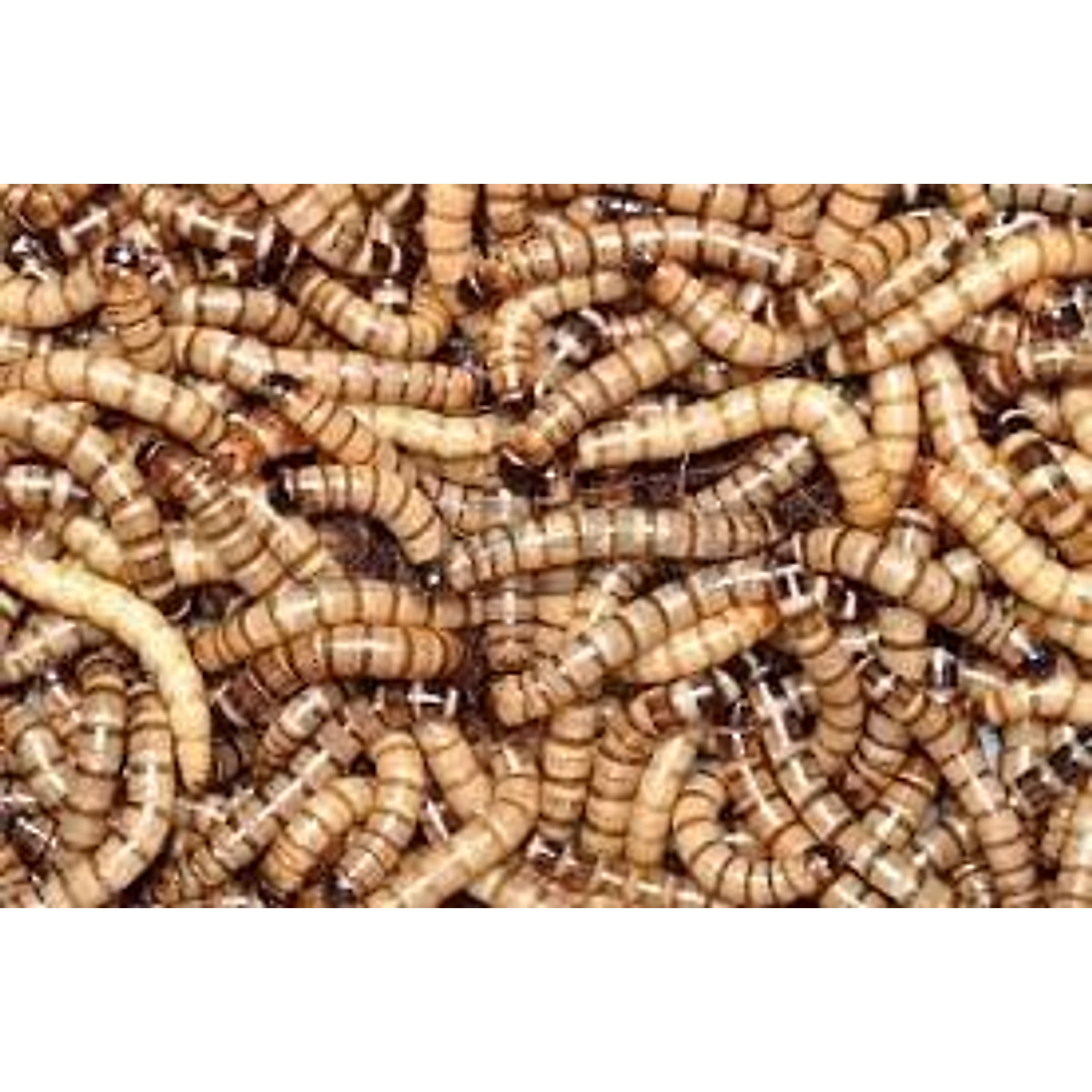 The Mad Jungle tm 200 Live Large 2 inch Superworms Live Arrival Guaranteed