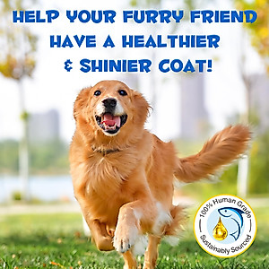 RTBYUE Omega 3 Fish Oil for Dogs -8.8 FL.OZ Salmon Oil for Dogs & Cats - Dog Fish Oil Supplement - Omega 3 Fish Oil for Pet Skin and Coat, Shedding, EPA + DHA, golden