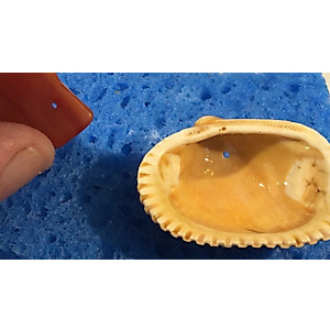 DrillGlass 1/8" Diamond Core Bits (5 Pack) | Fits Dremel Tools | Drill Glass and Tile | Beginner's Instructions Drilling Guide | 18DCB-5