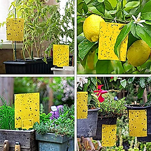 KGK Sticky Traps - 20 Pack, Dual-Sided Yellow Sticky Traps for Fungus Gnats, Aphids, and Other Flying Plant Insects - 6x8 Inches (Twist Ties and Holders Included)