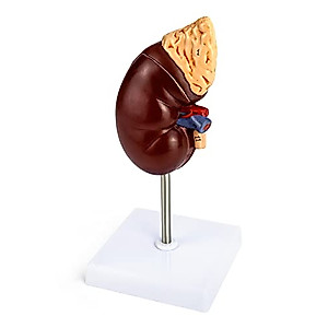 QWORK Life-Size Kidney Model, Divided into 2 Parts Showing Internal Structure A Normal Kidney Human Anatomy Replica for Doctors Office Educational Tool