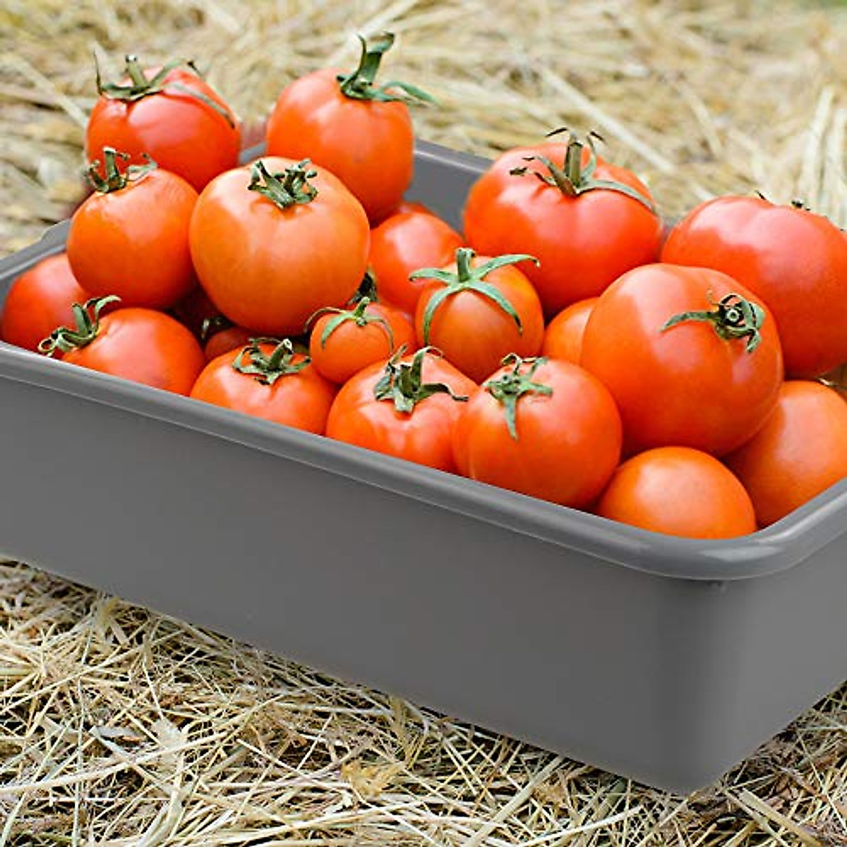 Cand Grey Commercial Bus Tubs, 13 L Plastic Bus Box/Wash Basin, 4 Packs