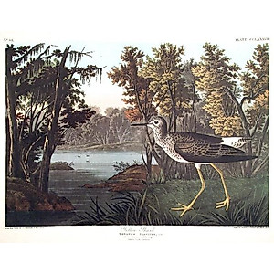Yellow Shank. From"The Birds of America" (Amsterdam Edition)