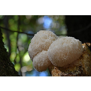 Lion's Mane Mushroom Grow Kit by Oakland Mushroom Co. | Handmade with Organic Ingredients | Ready to Grow | Harvest in 7-19 Days