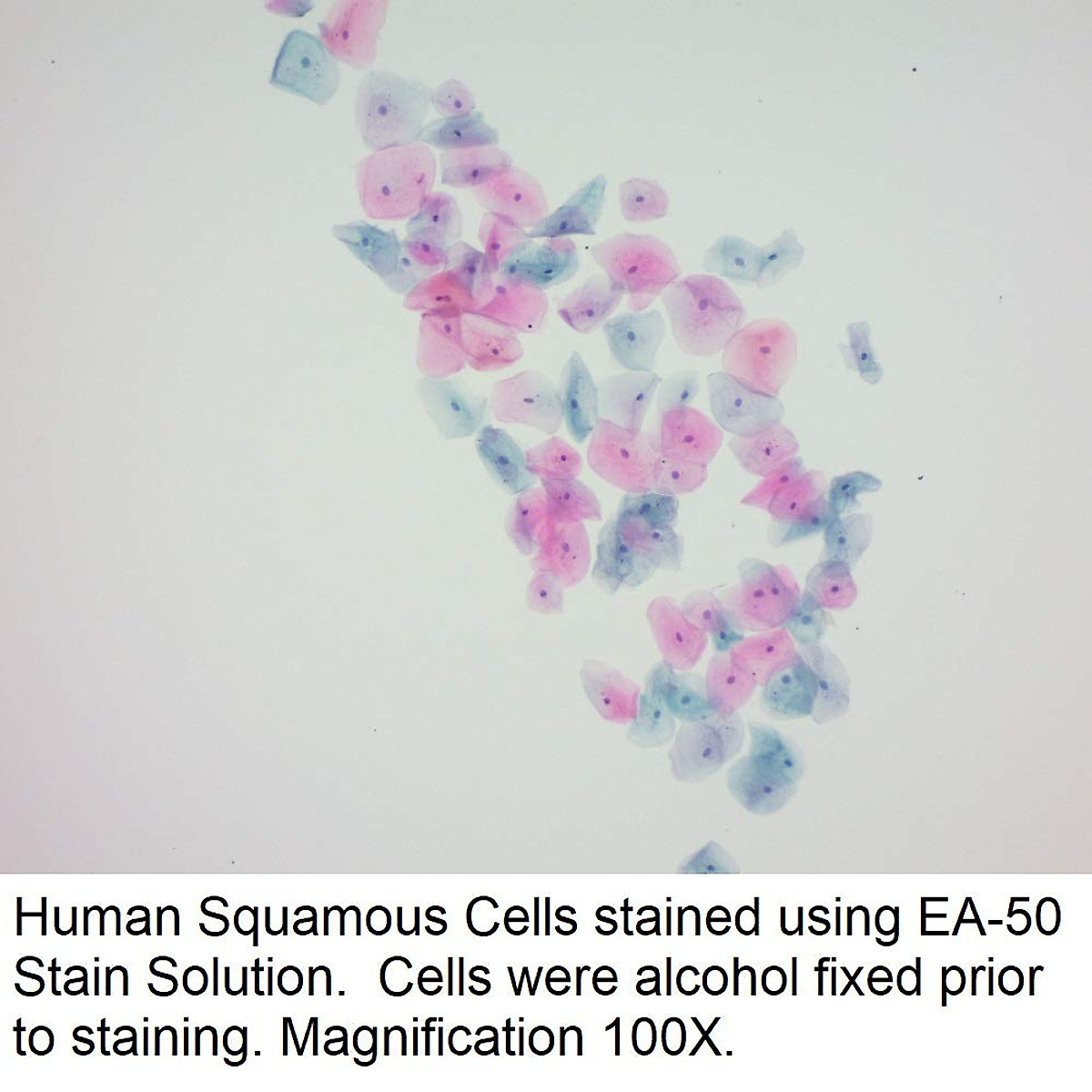 EA-50 Stain Solution, 500ml