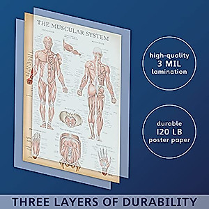Palace Learning Vintage Muscular & Skeletal System Anatomical Chart Set - Human Skeleton & Muscle Anatomy Posters (LAMINATED, 18" x 24")