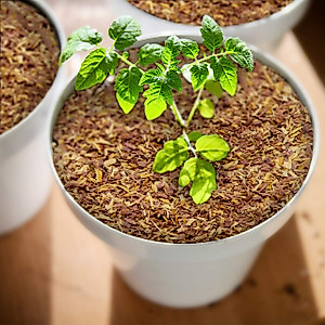 100% Natural Cedar Chips | Mulch | Great for Outdoors or Indoor Potted Plants | Dog Bedding | Pleasant Earthy Smell 8 Quarts