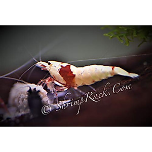 ShrimpRack 10 Crystal Red Shrimp CRS Grade S-SSS Live Freshwater Aquarium Shrimps 1/4 to 1/2 inch Long.