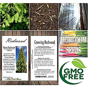 Big Pack - (1,000) Dawn Redwood Tree Seeds - Metasequoia glyptostroboides - by MySeeds.Co (Big Pack - Dawn Redwood)