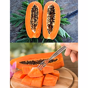 60 Mexican Papaya Seeds - Hat Du Du - Carica Papaya Seeds, Papaya, Pawpaw, Asimina triloba | Non GMO | Organic | Heirloom