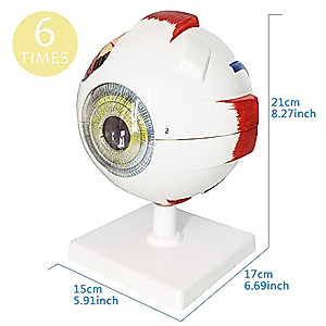 Evotech Human Eye Anatomy Model, 6 Parts 6X Enlarged Eyeball Anatomical Model Shows Optic Nerves Cornea Iris Lens and Vitreous Body with Removable Stand for Medical Classroom Teaching Study